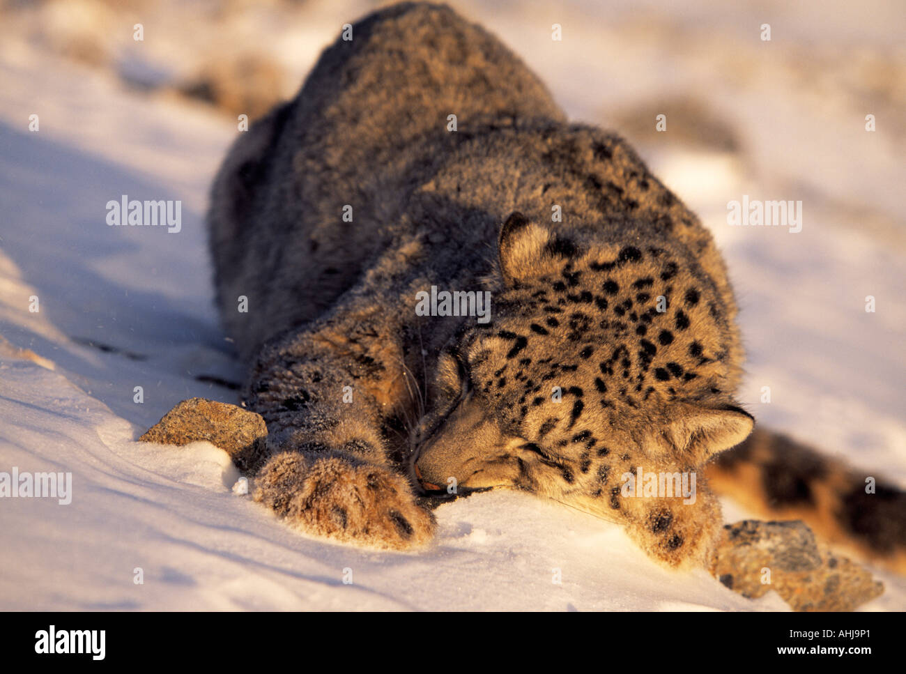 Snow leopard sleeping in snow Stock Photo - Alamy