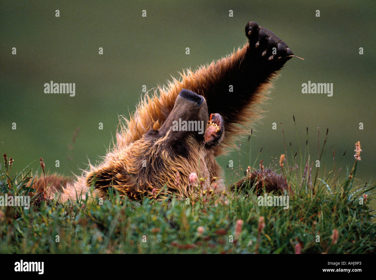 Grizzly Bear lying on back Stock Photo - Alamy