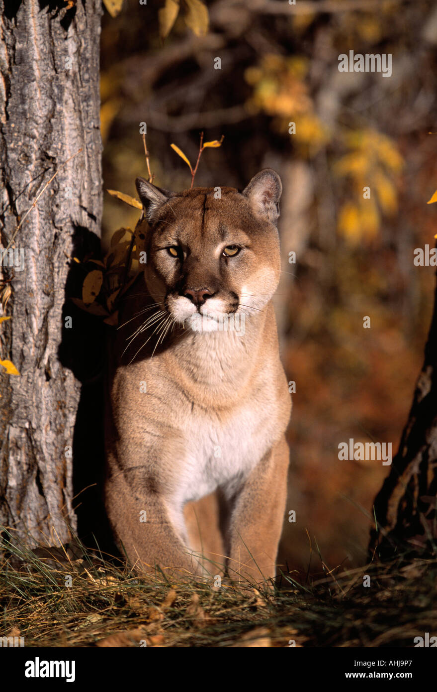 Red painted lion hi-res stock photography and images - Alamy