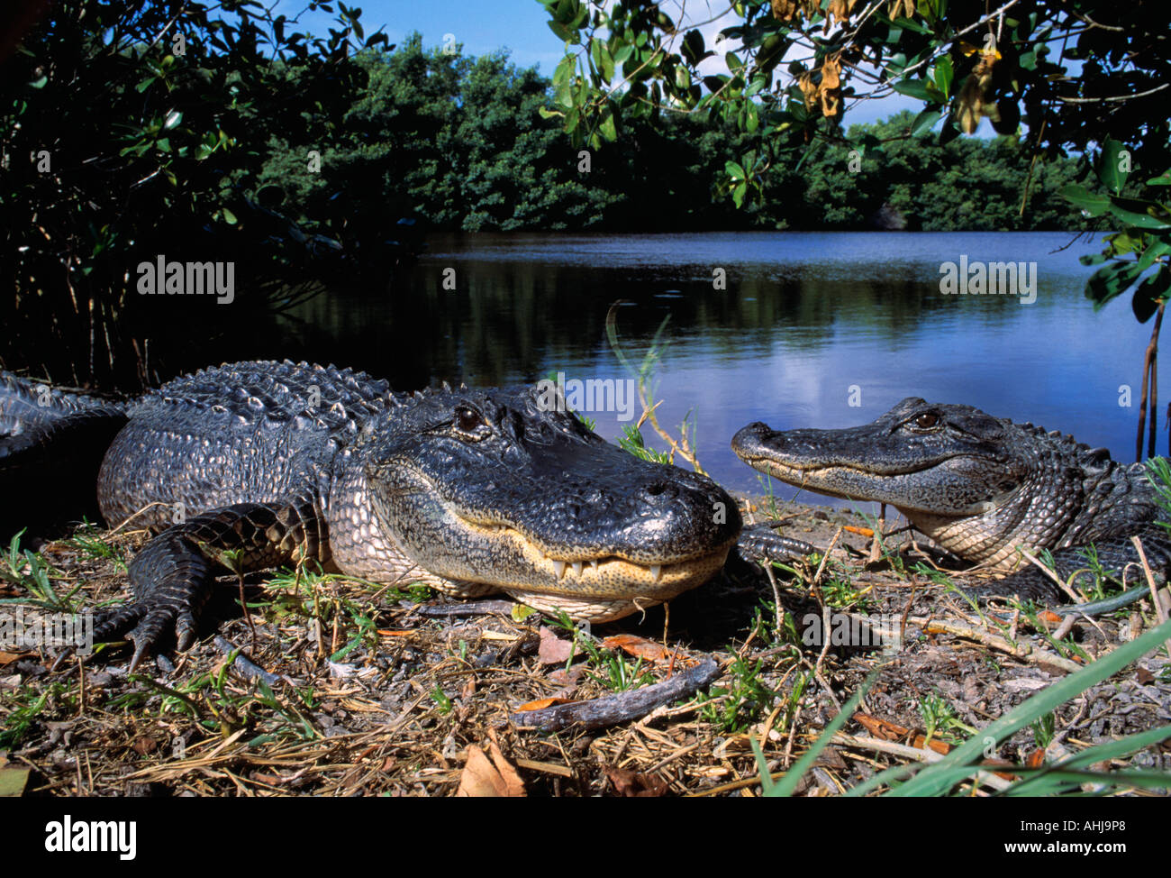 Alligator kind hi-res stock photography and images - Alamy