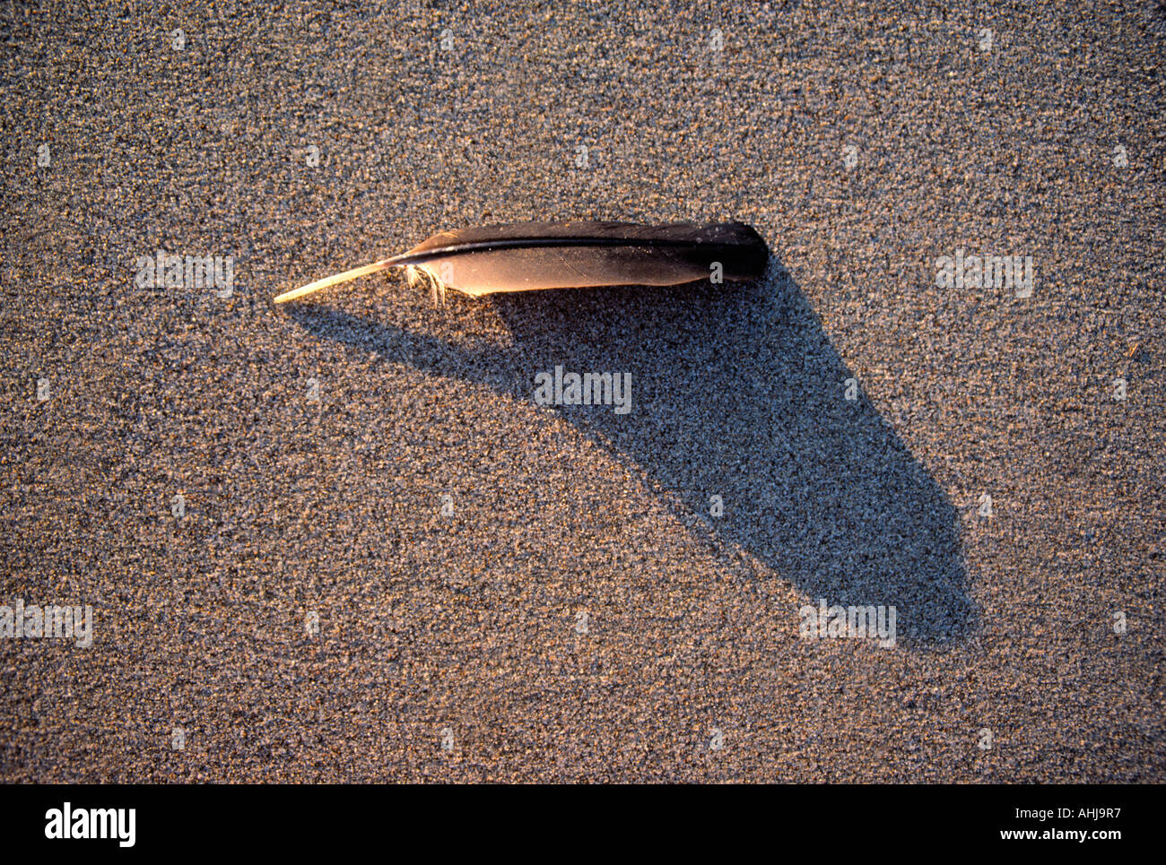 Feather on sand Stock Photo - Alamy