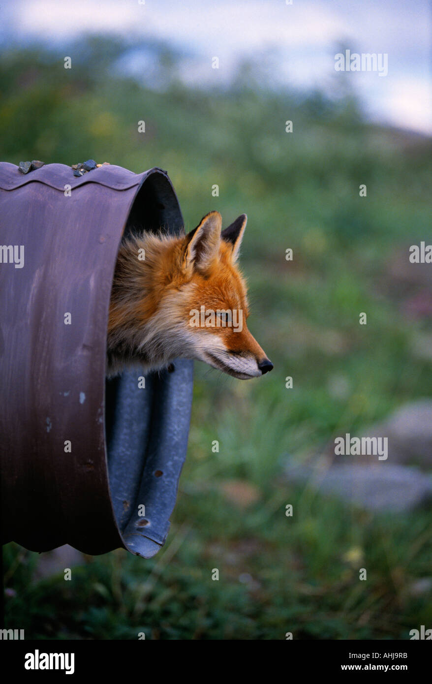 Red fox peeking out of pipe Stock Photo - Alamy