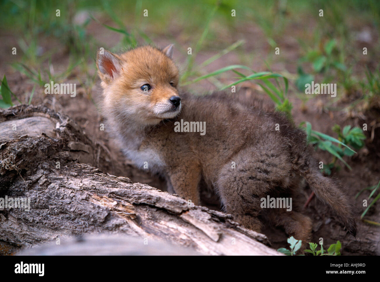 Baby Coyote
