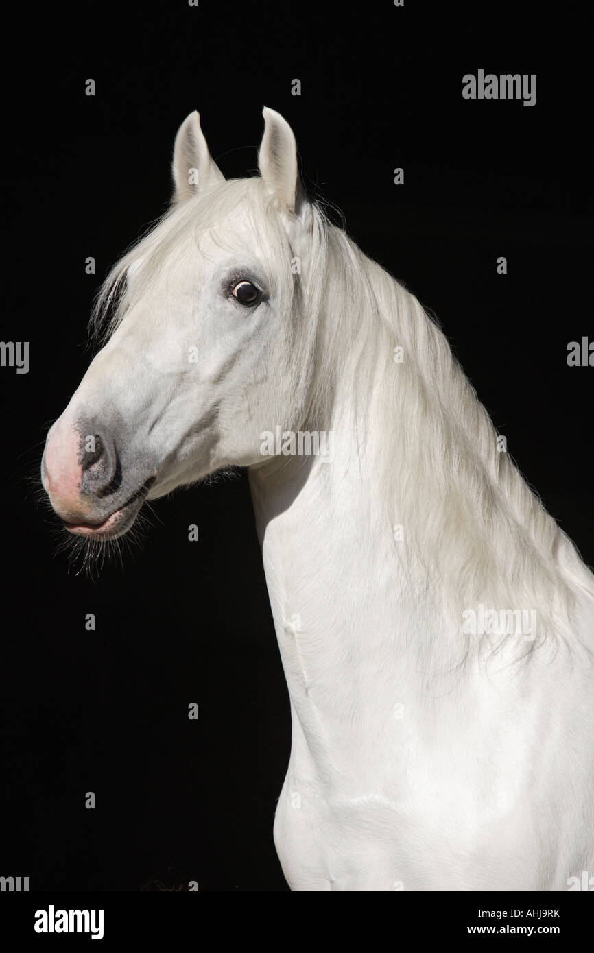 Lipizzan horse - portrait Stock Photo - Alamy