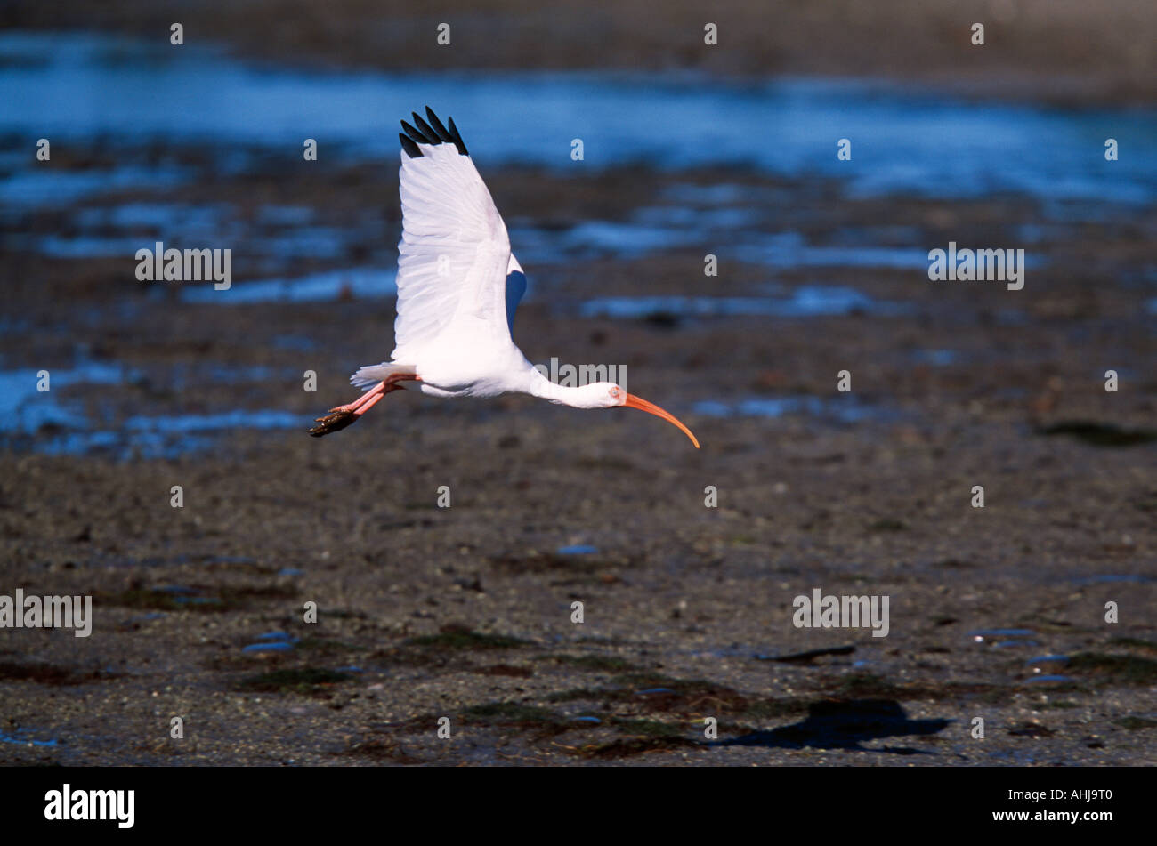 Flying American White Ibis Stock Photo - Alamy
