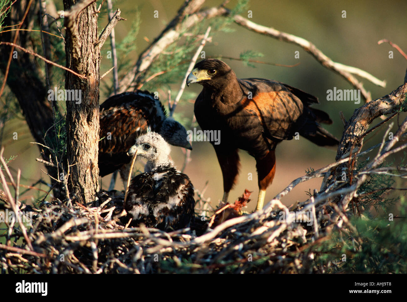 Harris hawk at nest with young Stock Photo - Alamy