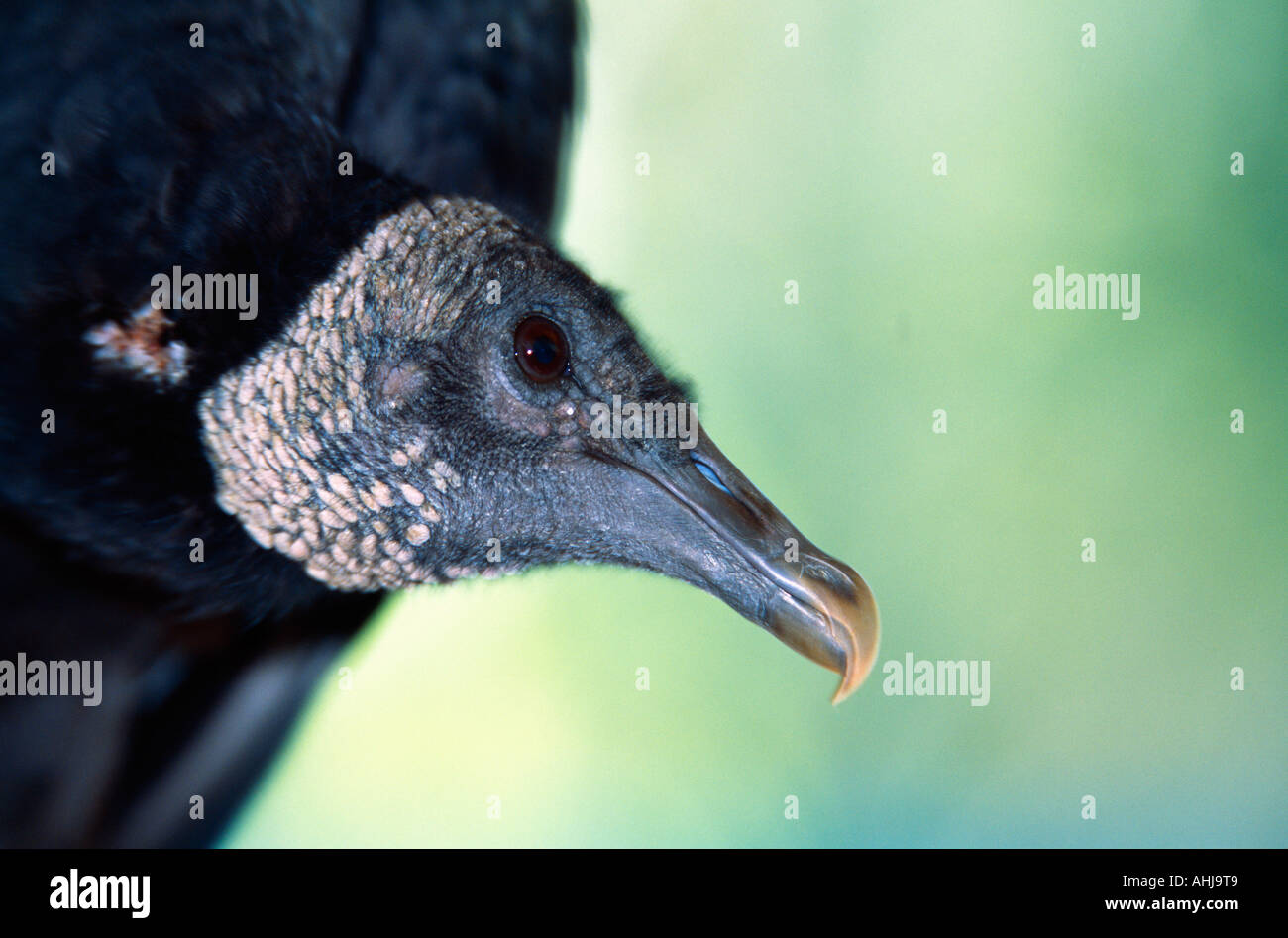 Featherless head of a black vulture Stock Photo - Alamy