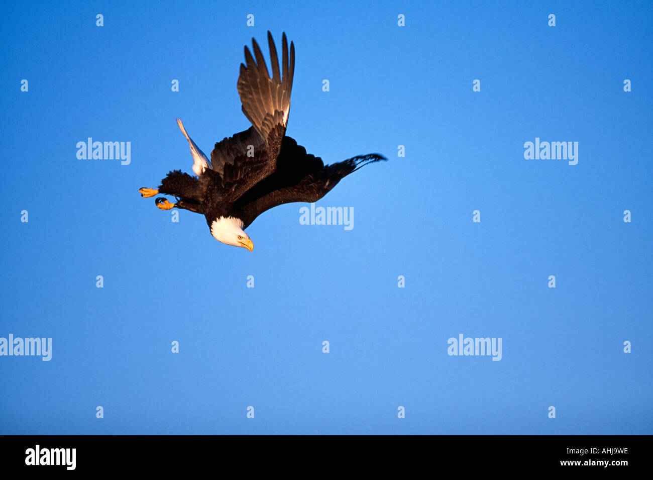 Bald eagle diving in sky Stock Photo - Alamy
