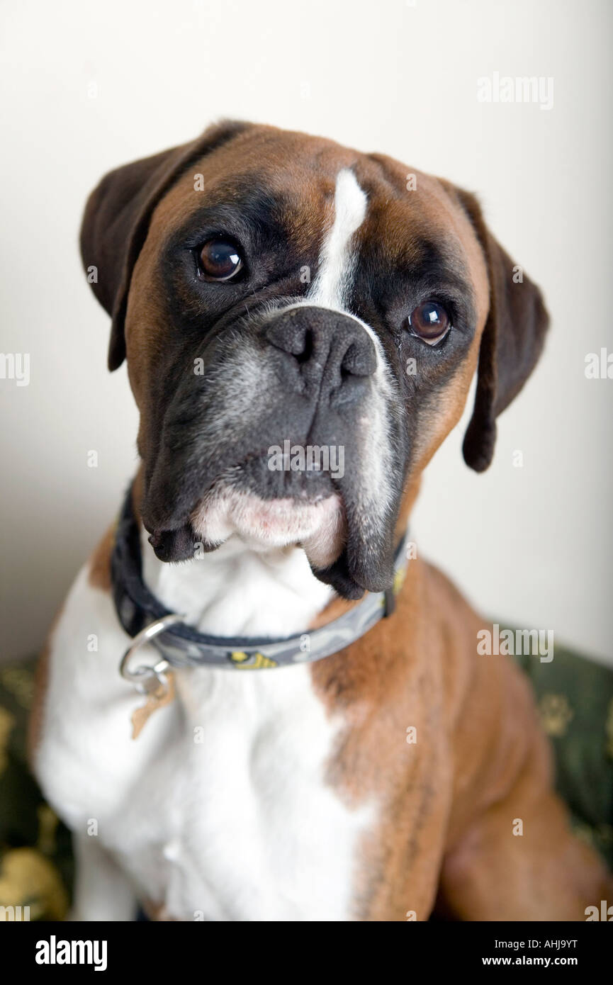 Boxer dog portrait hi-res stock photography and images - Alamy