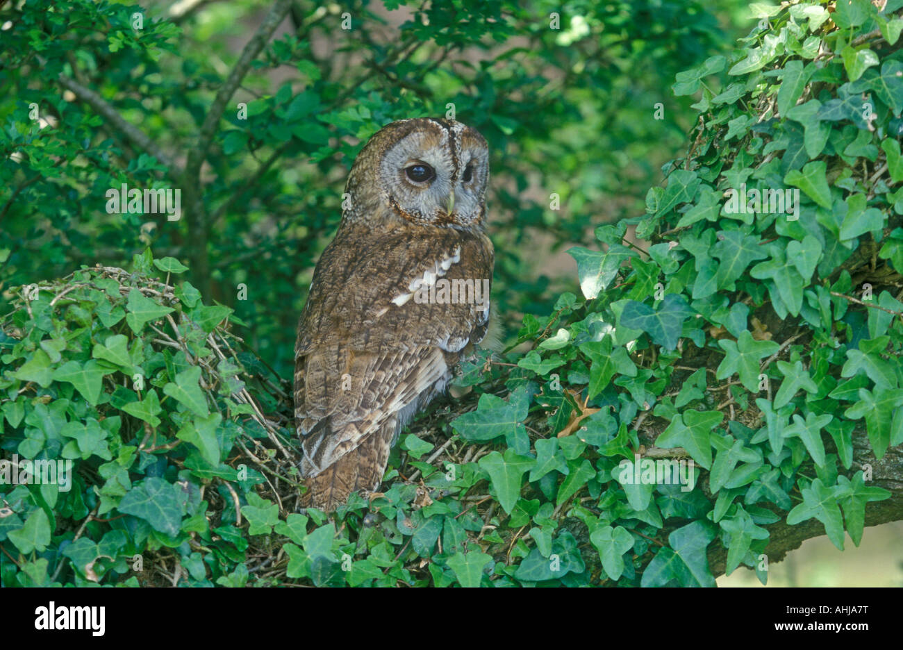 TAWNY OWL Strix aluco Stock Photo - Alamy