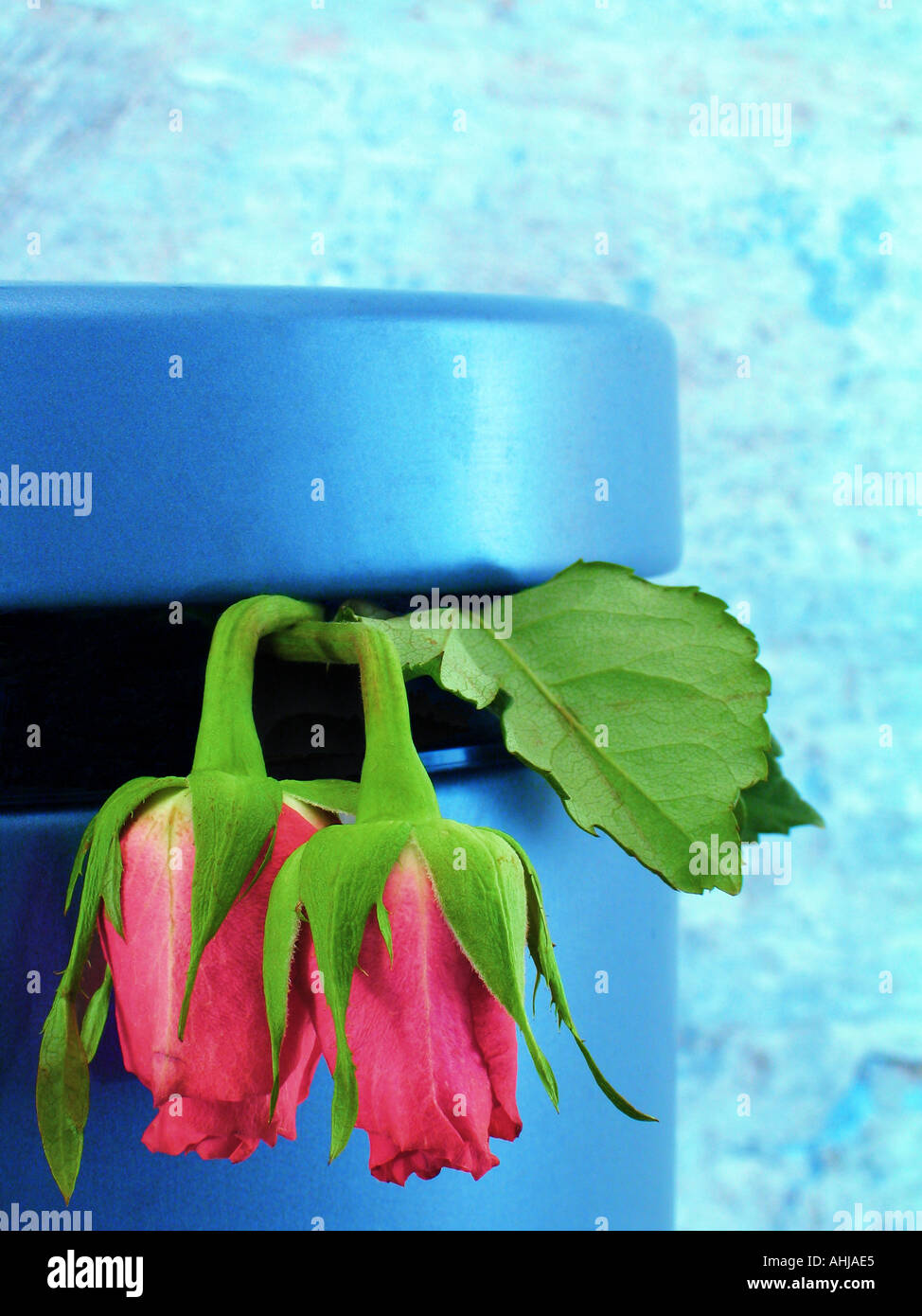 Roses in a rubbish bin Stock Photo - Alamy