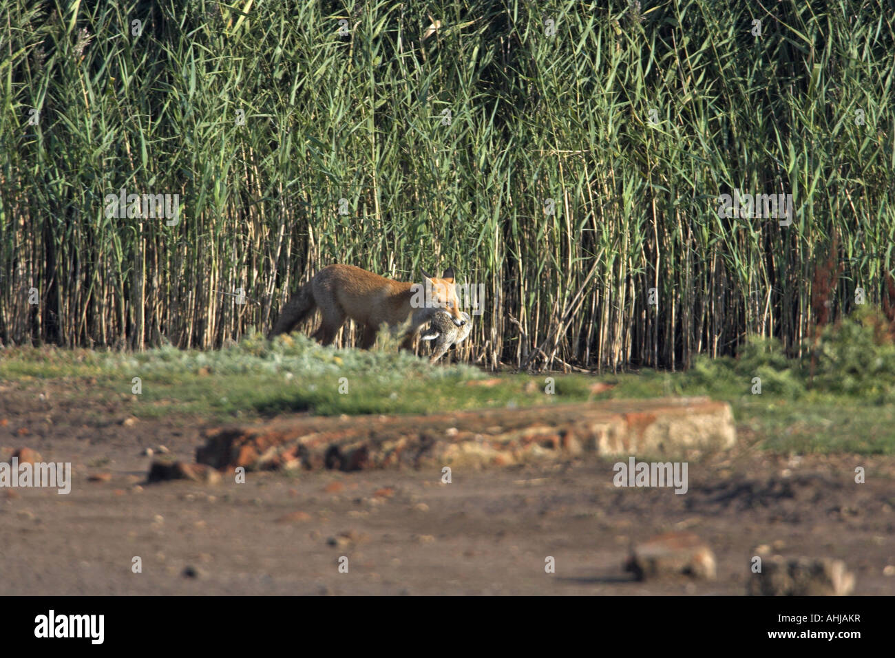 Red Fox Vulpes vulpes adult with dead Rabbit Oryctolagus cuniculus ...