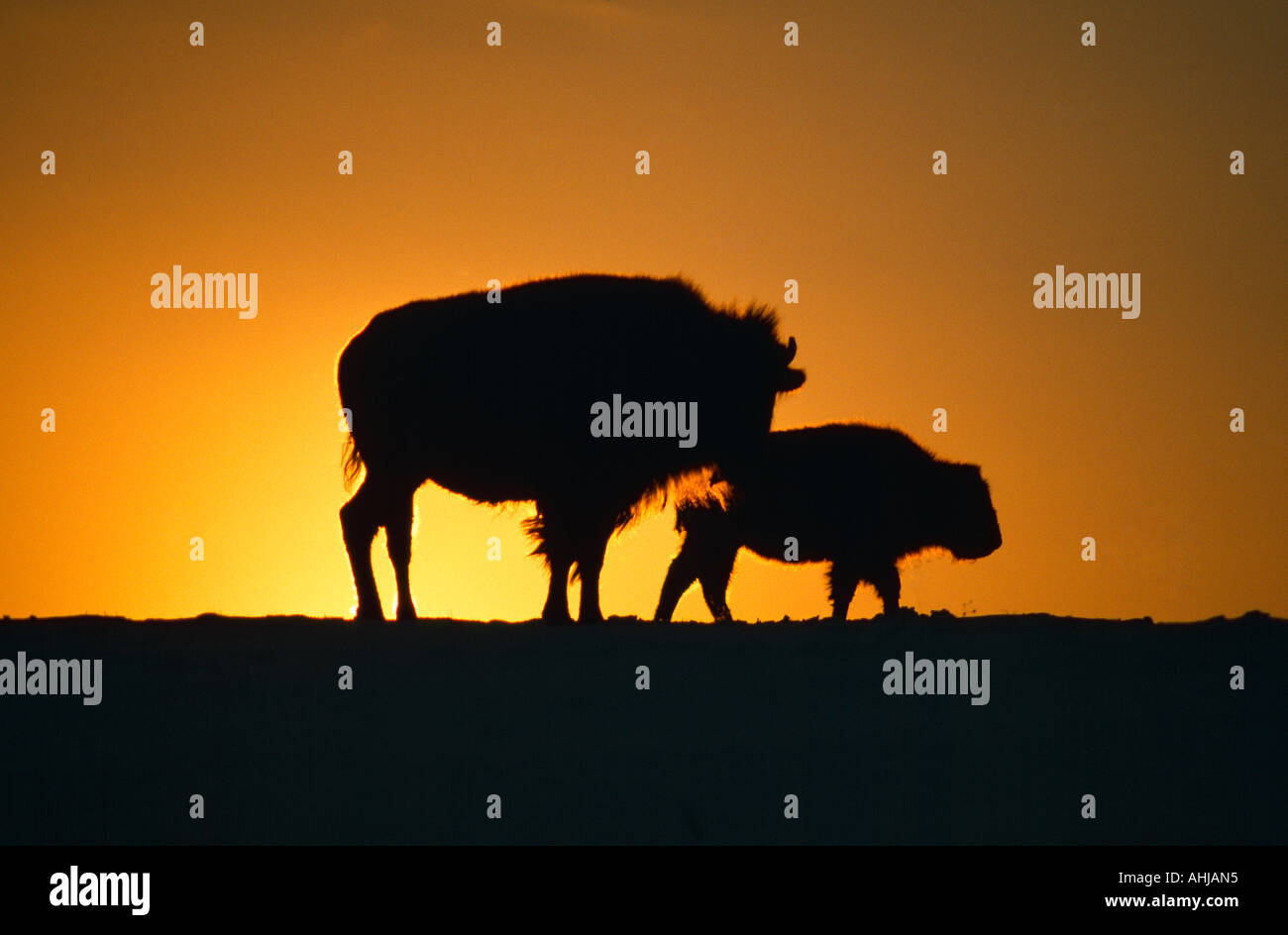 Silhouette of two bison sunset Stock Photo - Alamy