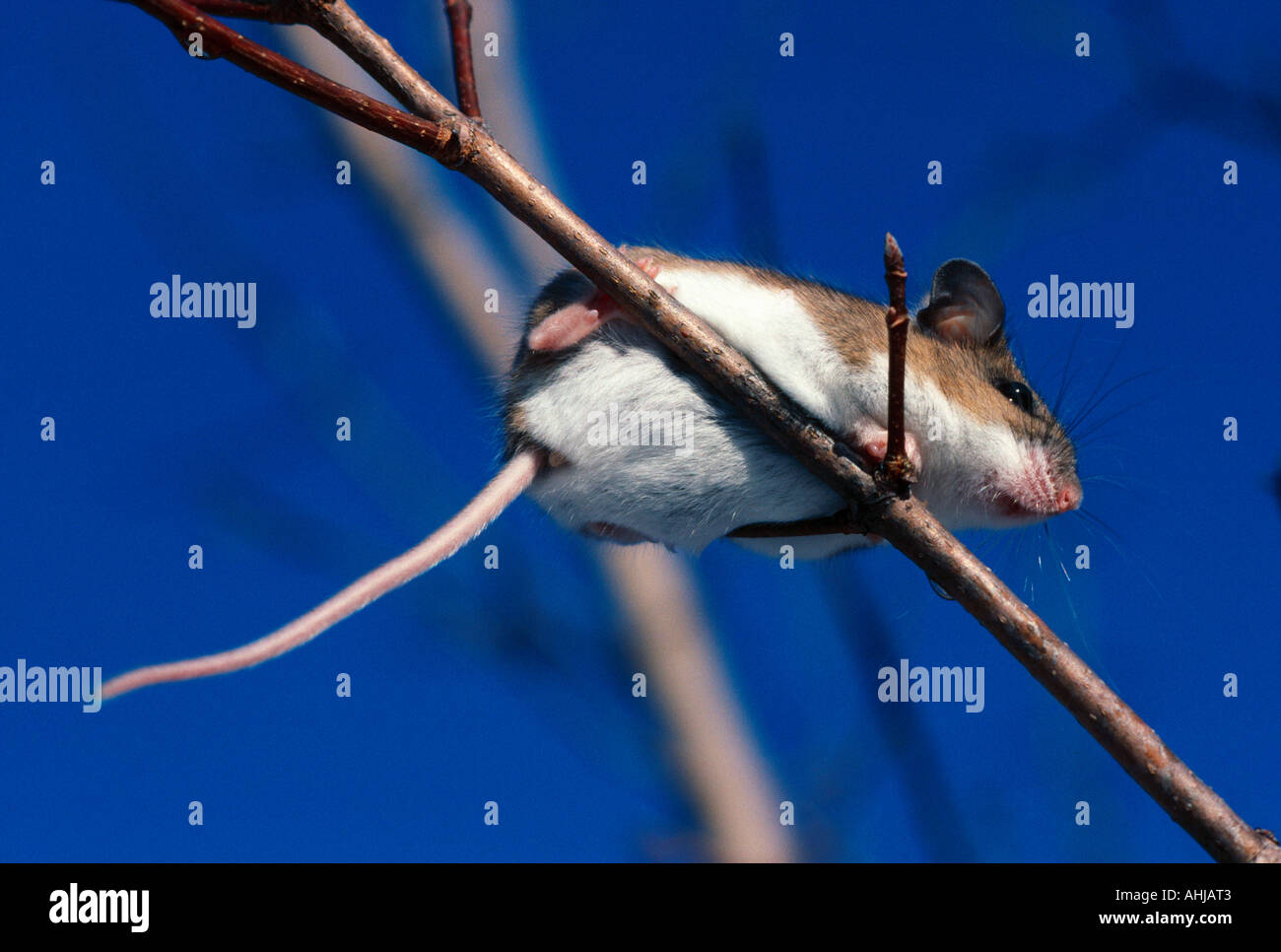 White footed mouse hi-res stock photography and images - Alamy