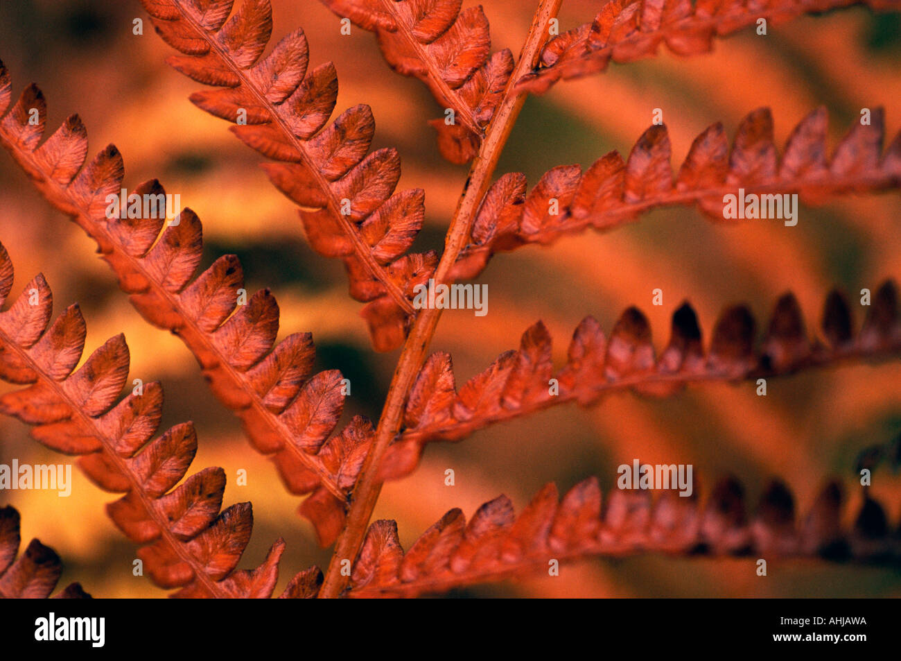 Selection of ferns hi-res stock photography and images - Alamy
