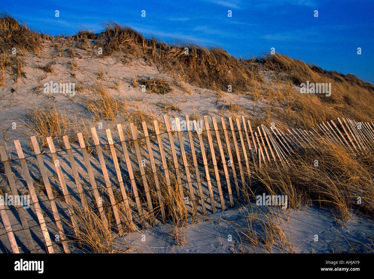 Sand dunes at Cape Cod Stock Photo - Alamy