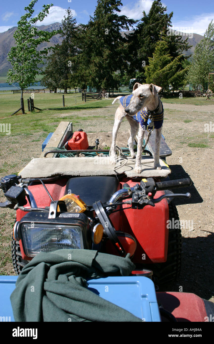 dog enjoying farmlife riding on a tractor South Island New Zealand ...