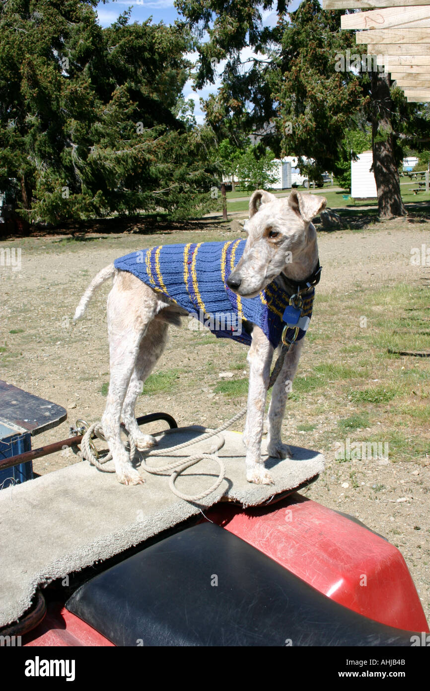 dog enjoying farmlife riding on a tractor South Island New Zealand ...