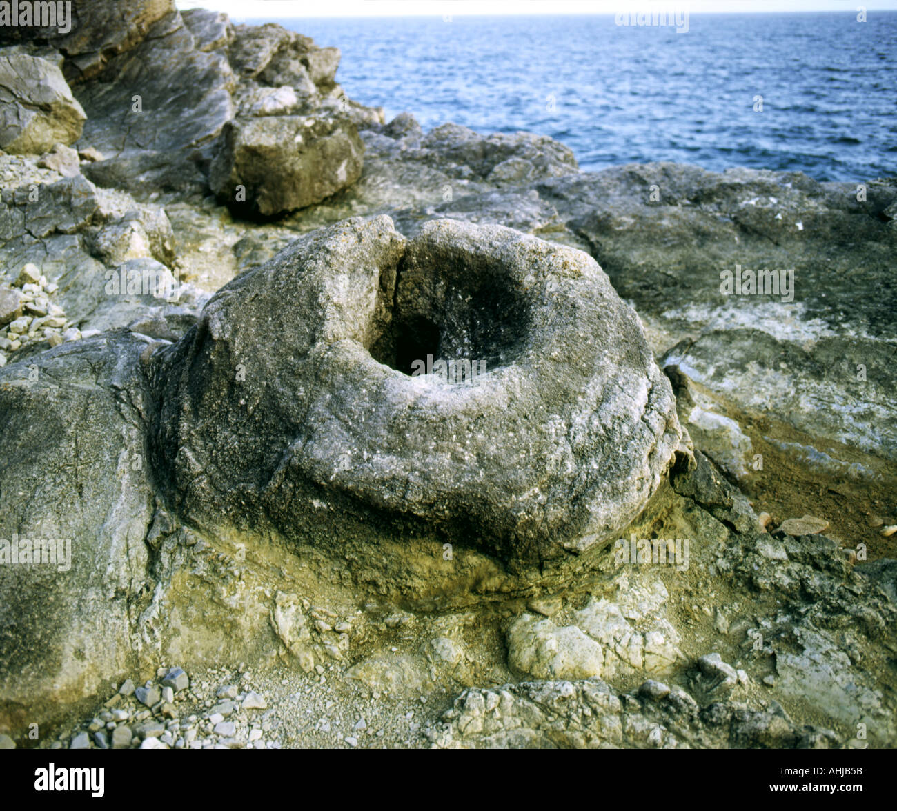 Lulworth fossil forest hi-res stock photography and images - Alamy