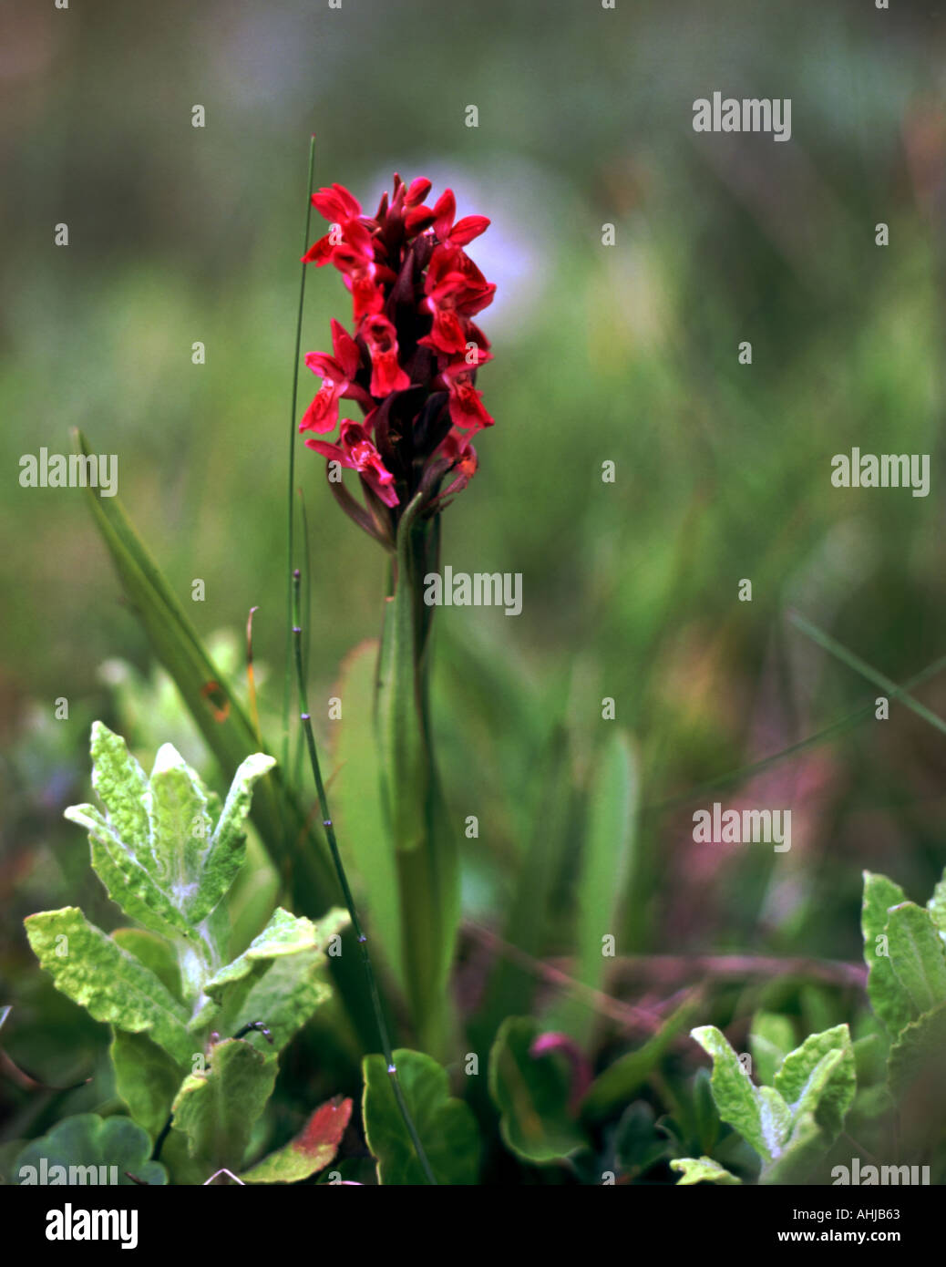 Kenfig burrows hi-res stock photography and images - Alamy