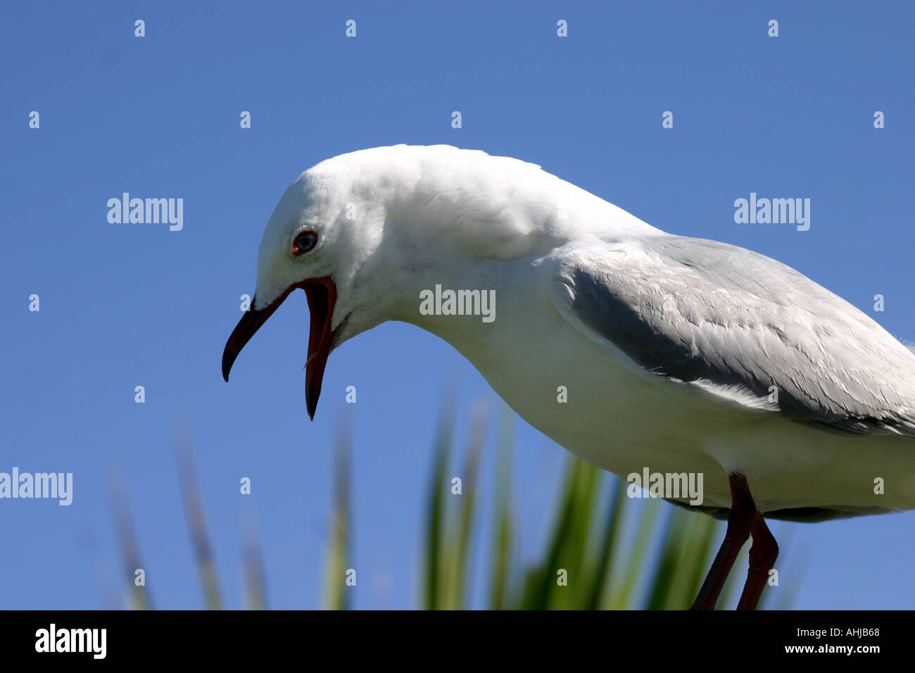 Seagull face beak open closeup hi-res stock photography and images - Alamy
