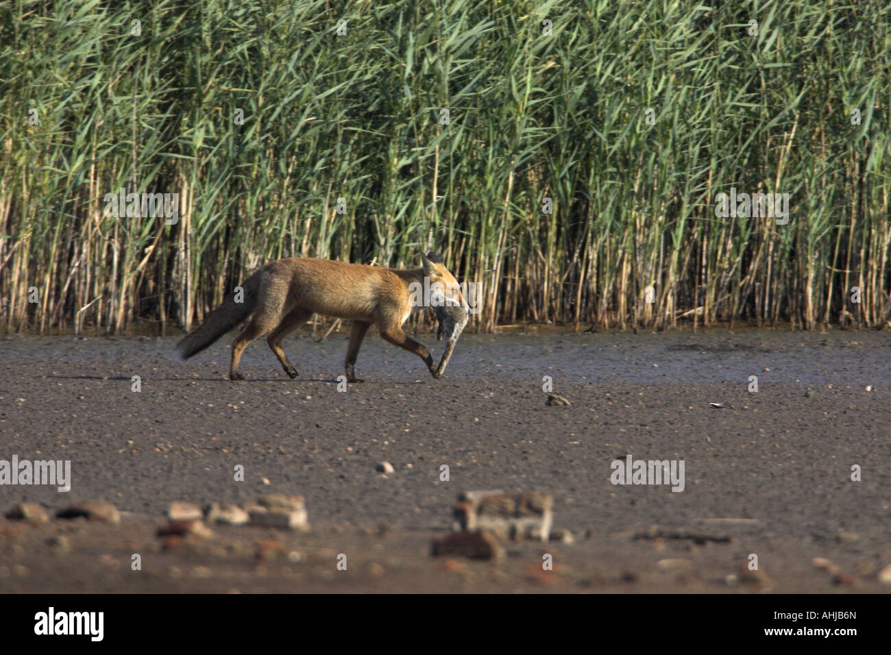 Red Fox Vulpes vulpes adult with dead Rabbit Oryctolagus cuniculus ...