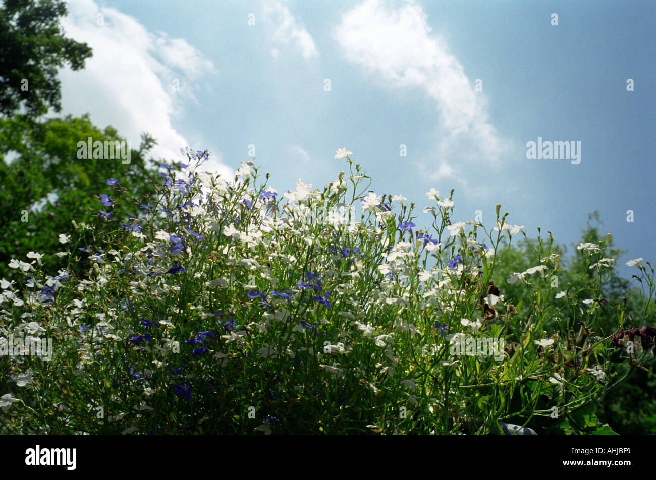 Green bush with white and blue Lobelia flowers. Tree, blue sky and ...