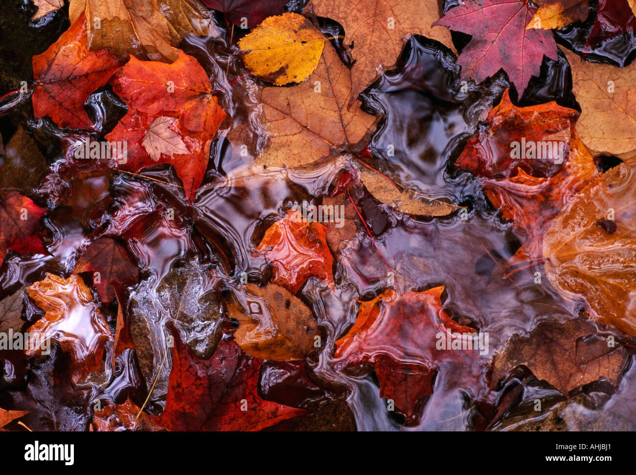 Autumn leaves floating in water Stock Photo - Alamy