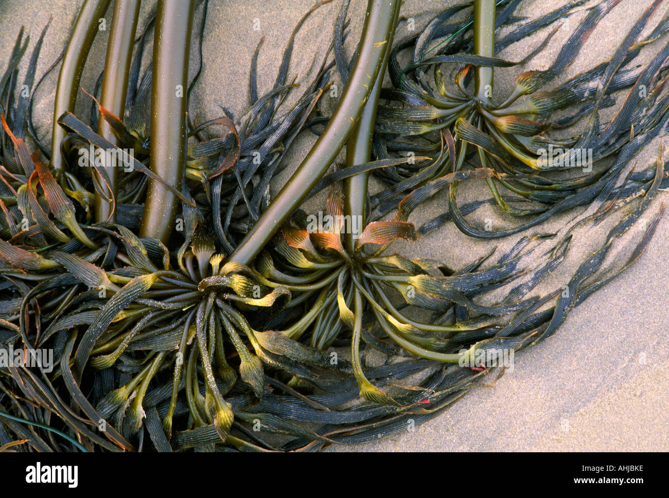 Sea kelp on sand Stock Photo - Alamy