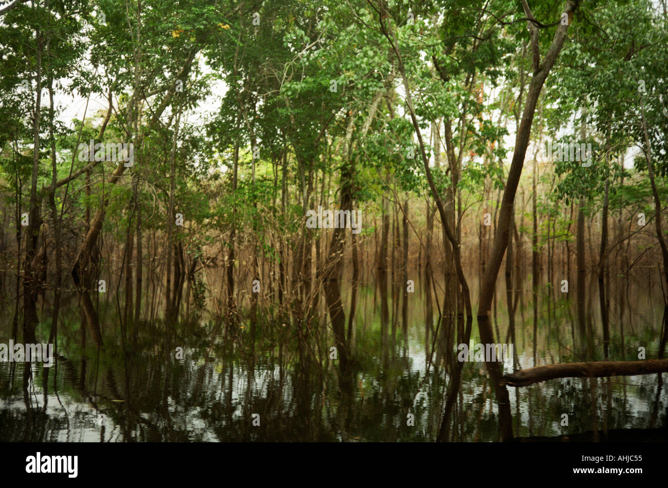 Flooded rainforest trees with bases submerged and tops reflected in ...