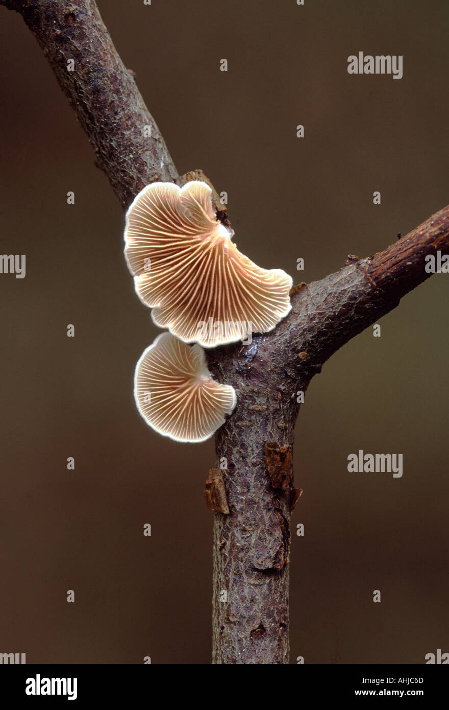 Fungus crepidotus variabilis hi-res stock photography and images - Alamy
