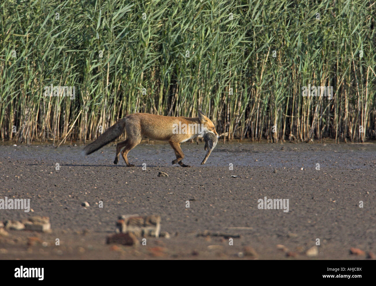 Red Fox Vulpes vulpes adult with dead Rabbit Oryctolagus cuniculus ...