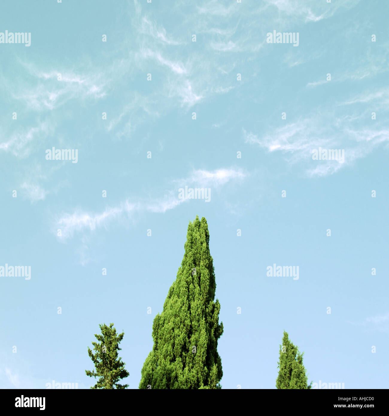Sky and trees Stock Photo - Alamy