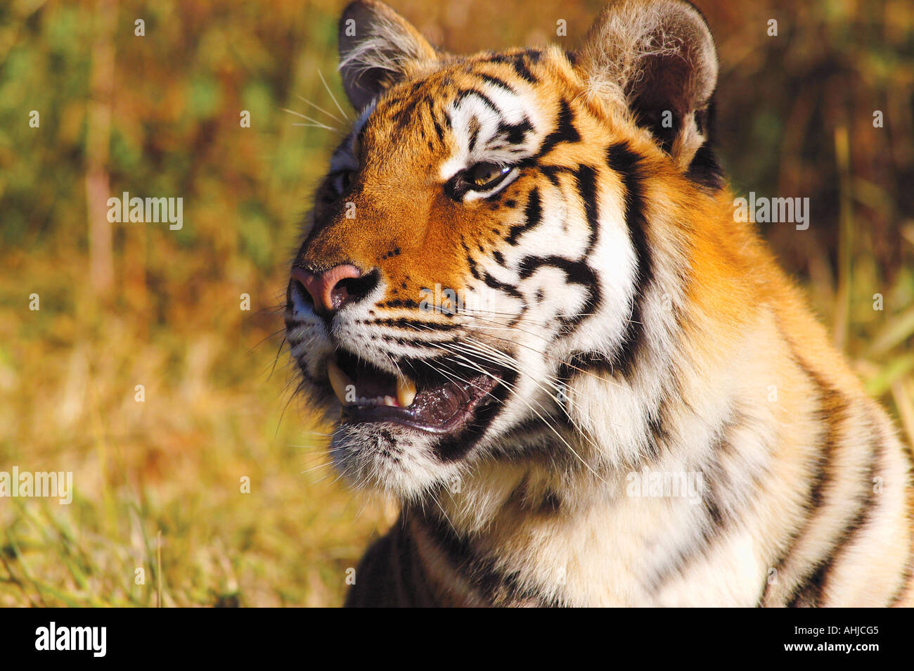 Tiger head shot Stock Photo - Alamy
