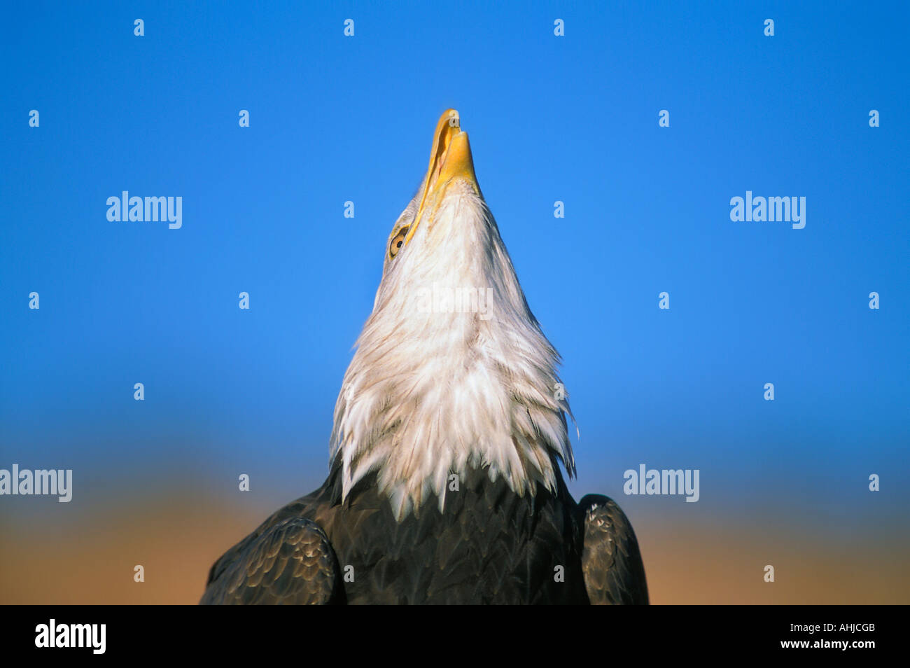 Bald eagle calling Stock Photo - Alamy