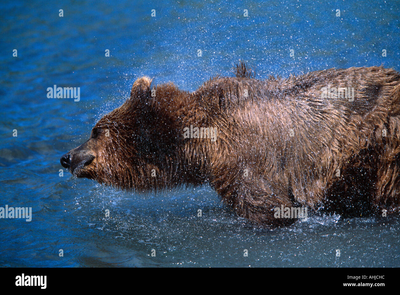 Alaskan bear shaking off water Stock Photo - Alamy