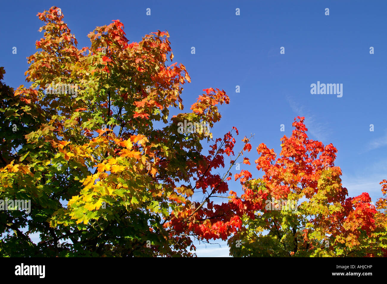 maple tree autumn Stock Photo - Alamy