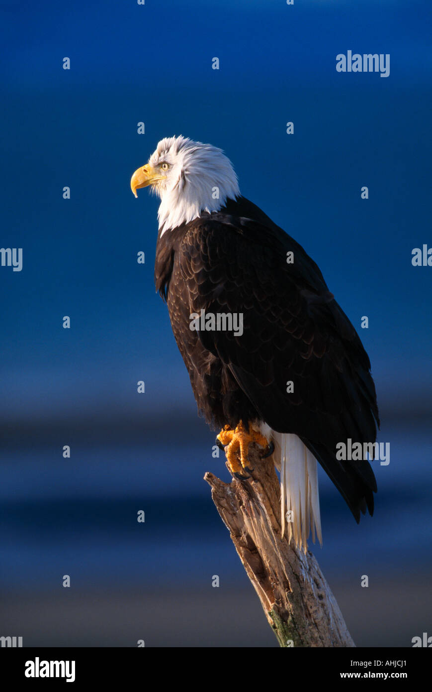 Profile of bald eagle Stock Photo - Alamy