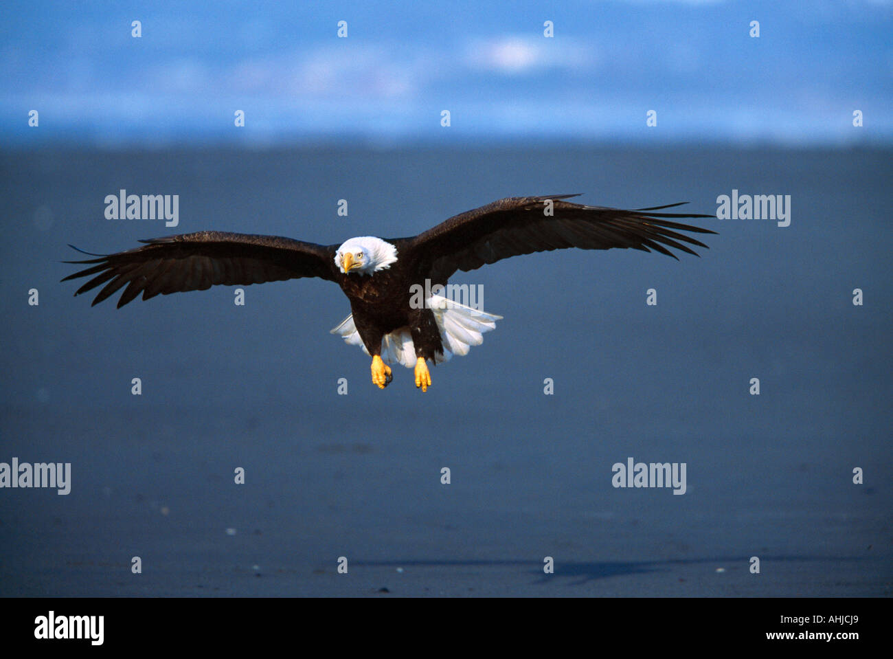 Flying bald eagle Stock Photo - Alamy