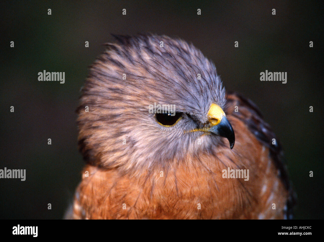 Red shouldered hawk portrait hi-res stock photography and images - Alamy