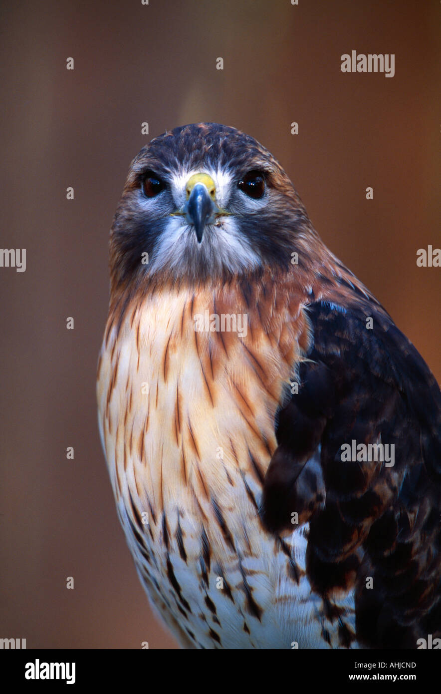 Portrait of red tailed hawk Stock Photo - Alamy