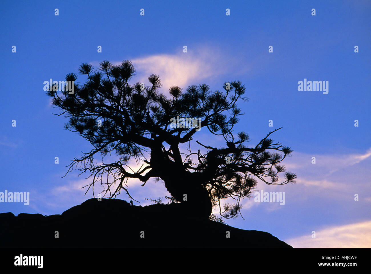 Pinon pine tree silhouette against sunset Zion National Park Stock ...