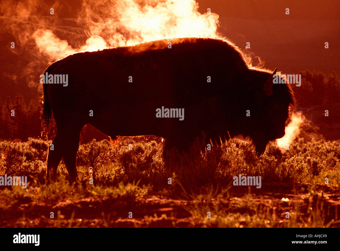Steam rolling off solitary bison Bison bison in frost covered grass ...