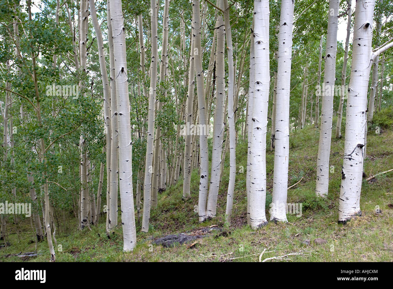 Aspen Grove Dixie National Forest Utah Stock Photo - Alamy