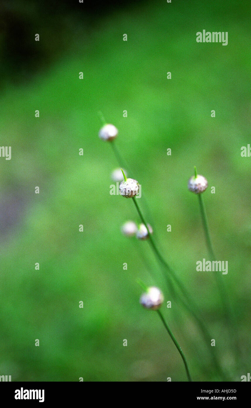 Allium plant with silvery, spherical flower bud near top of thin, green ...