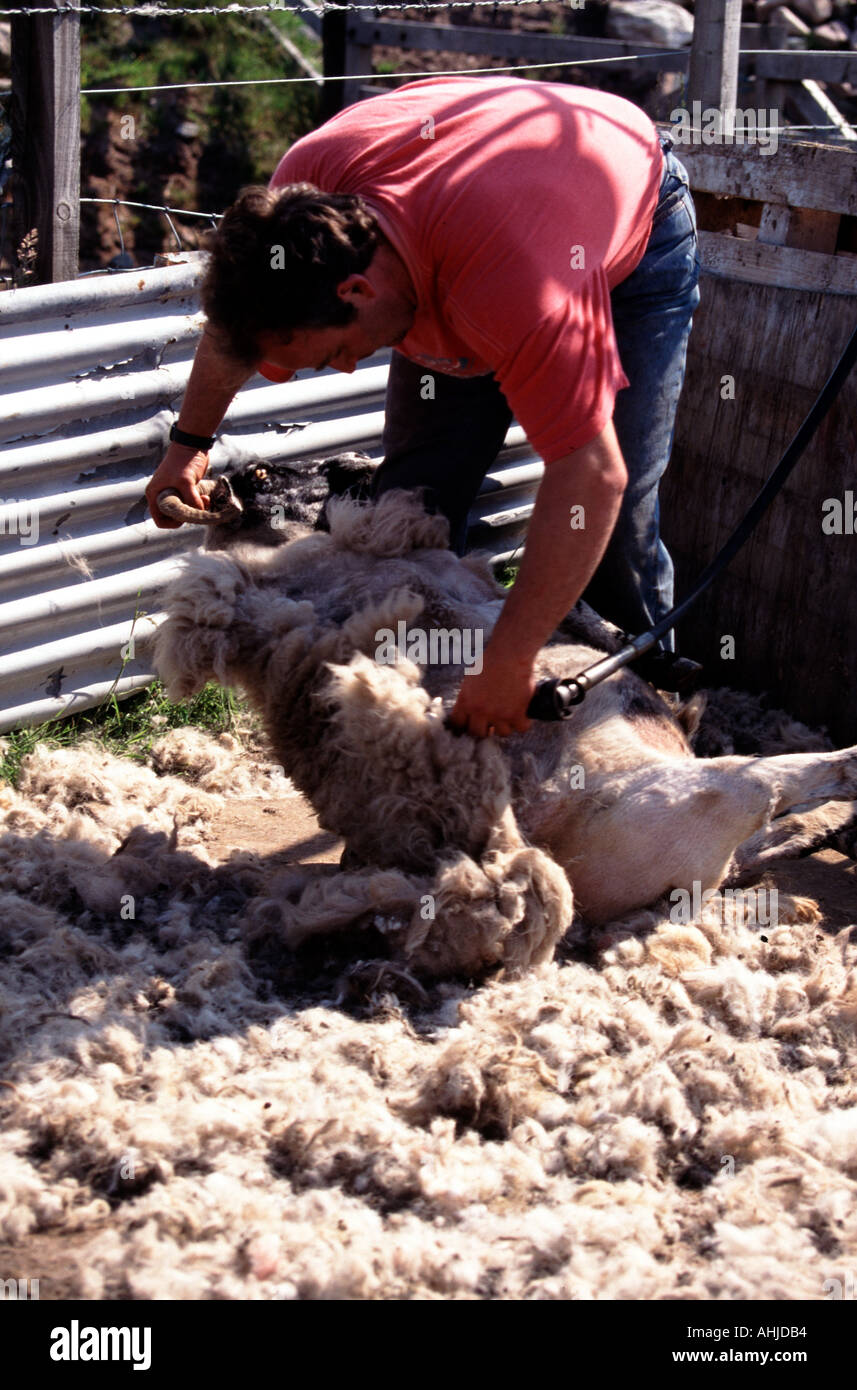 Sheep sheering hi-res stock photography and images - Alamy