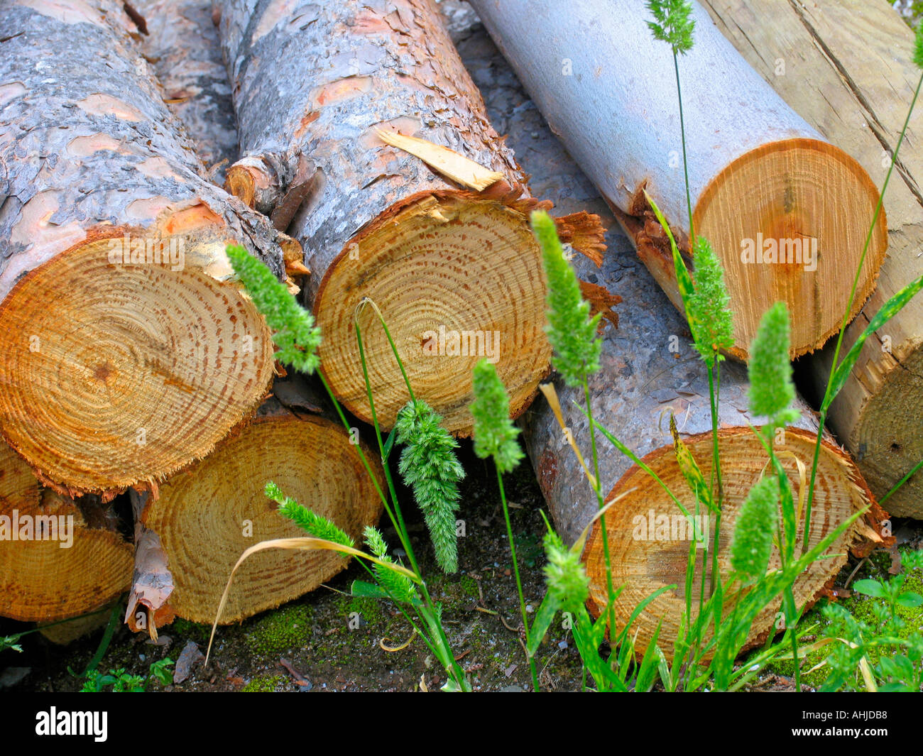 Cut logs in wood hi-res stock photography and images - Alamy