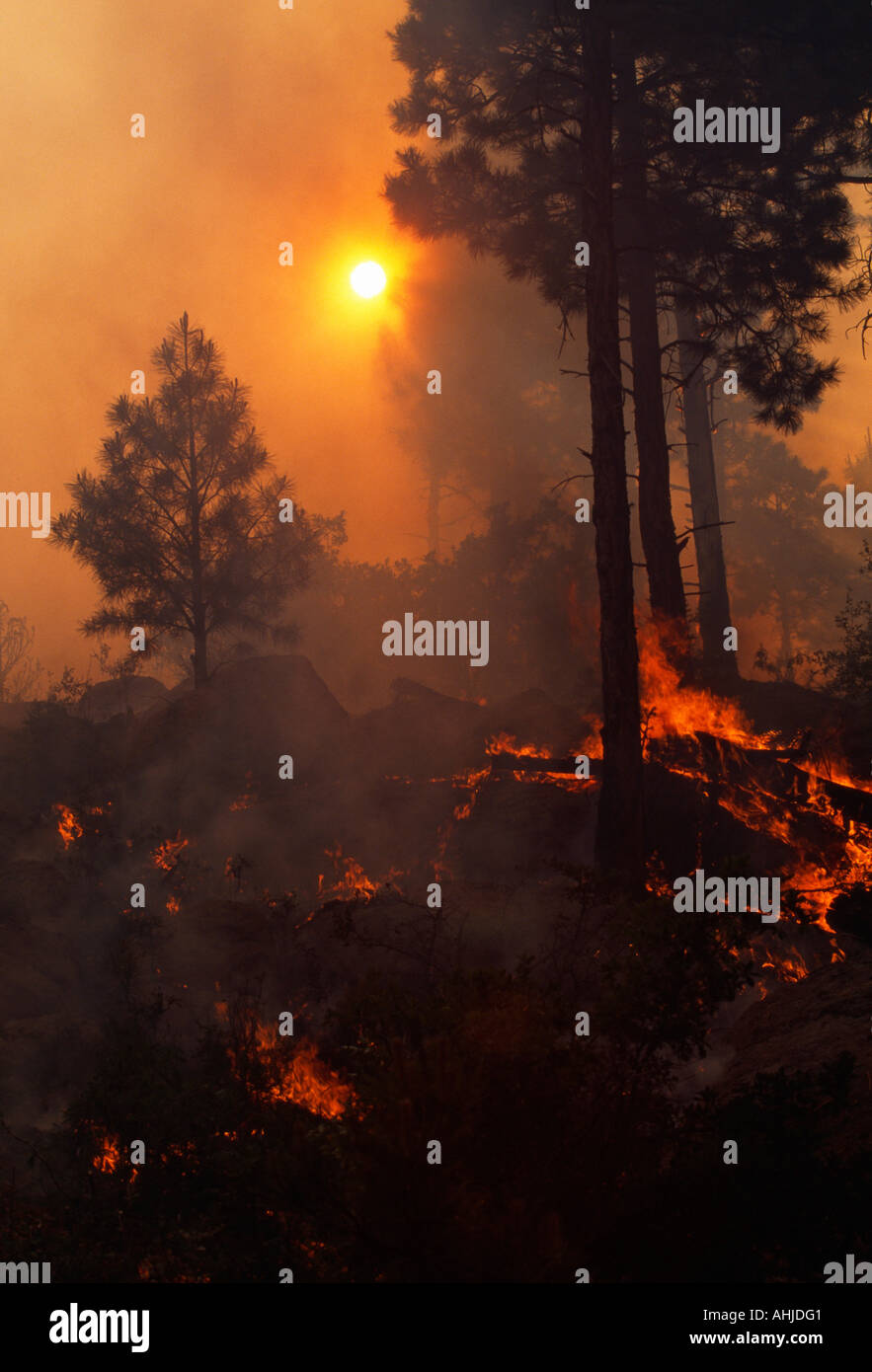 Ponderosa pine forest fire Bandelier National Monument Stock Photo - Alamy
