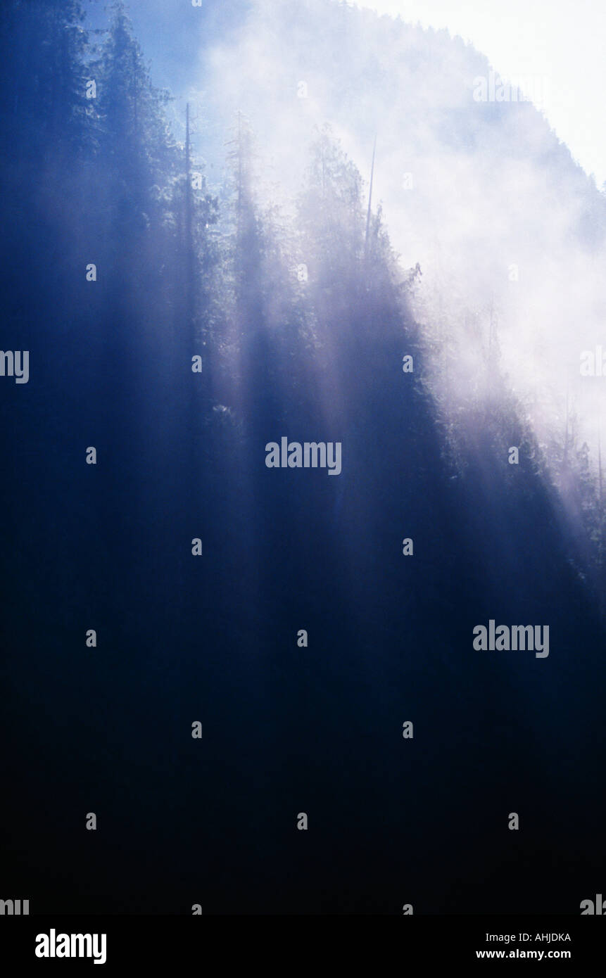 Sun rays through pine forest Princess Royal Island Stock Photo - Alamy