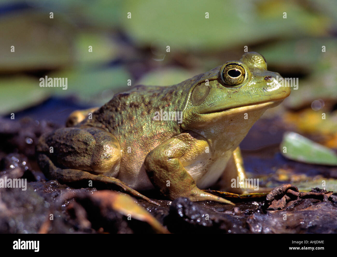 Bullfrog's eyes hi-res stock photography and images - Alamy